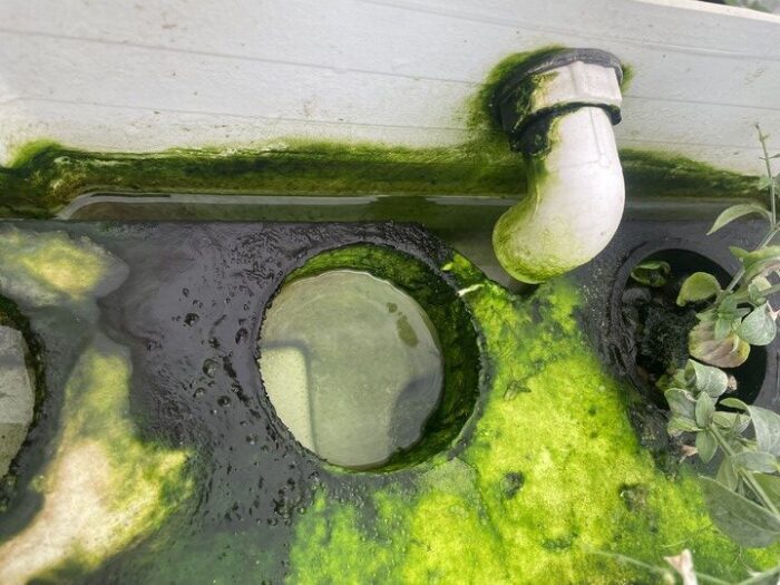 Algae Growth in Hydroponics: Effective Prevention Tips - UAE Hydroponics